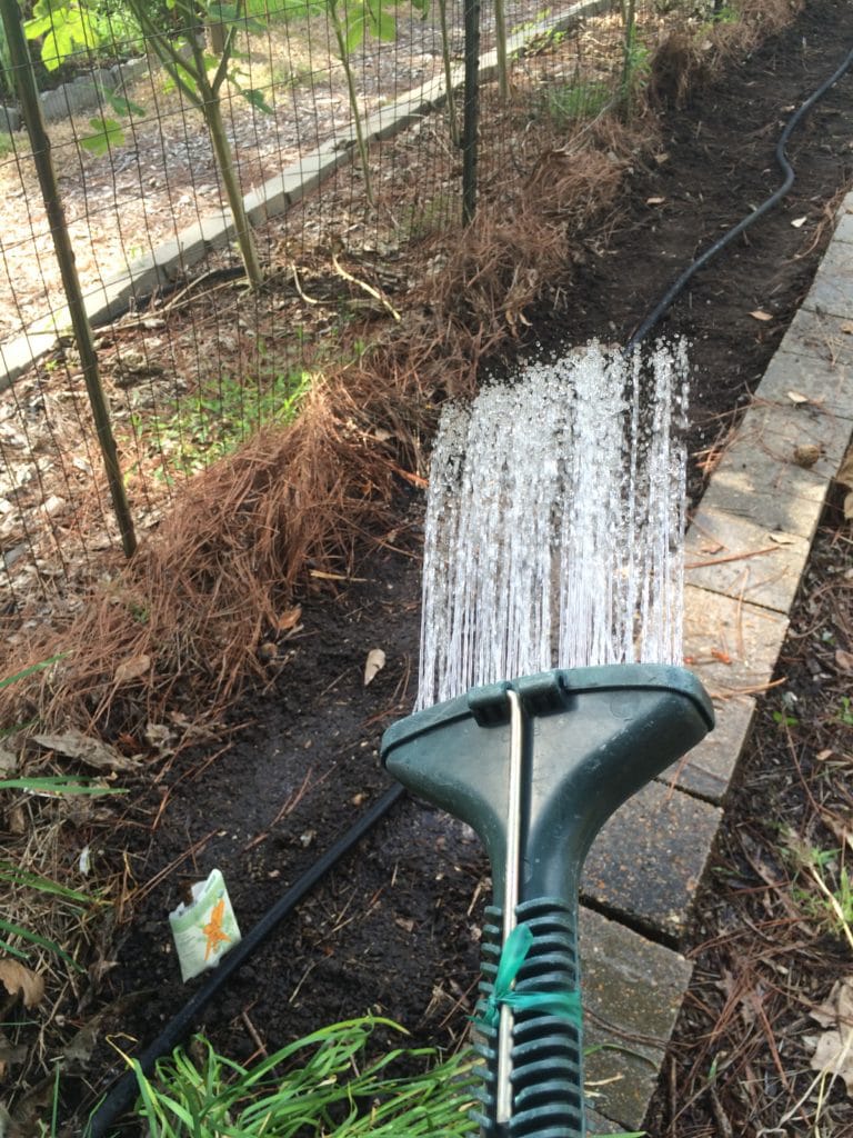 How to Plant and Grow Carrots in Houston - Pilar's Chilean Food & Garden